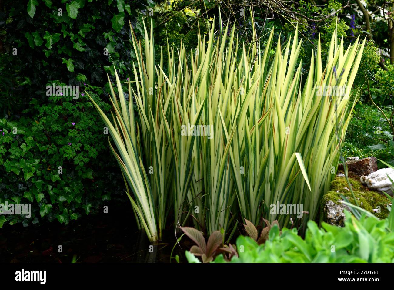 Iris pseudacorus Variegata,yellow flag iris Variegata,variegated yellow ...