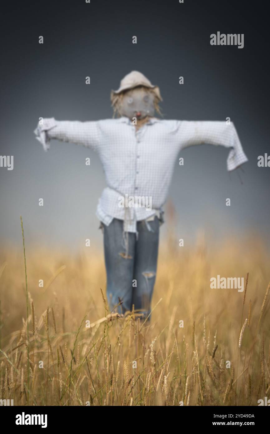 Scarecrow In A Wheat Field Stock Photo - Alamy