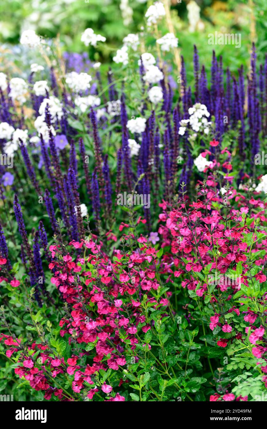 Salvia Royal Bumble,Salvia nemorosa Caradonna,purple flowers,perennials ...