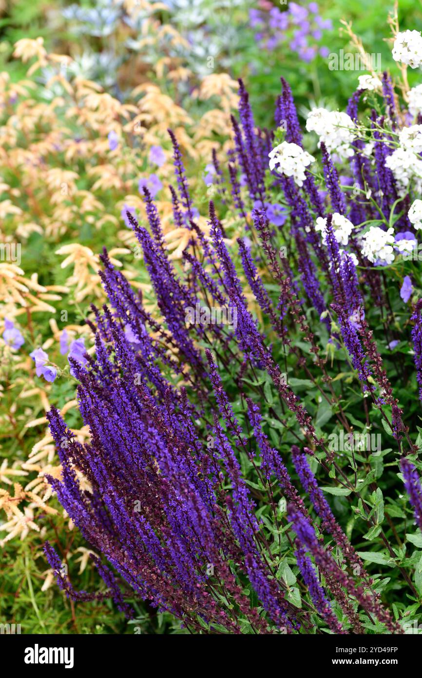 Salvia nemorosa Caradonna,purple flowers,perennials,perennial,flower ...