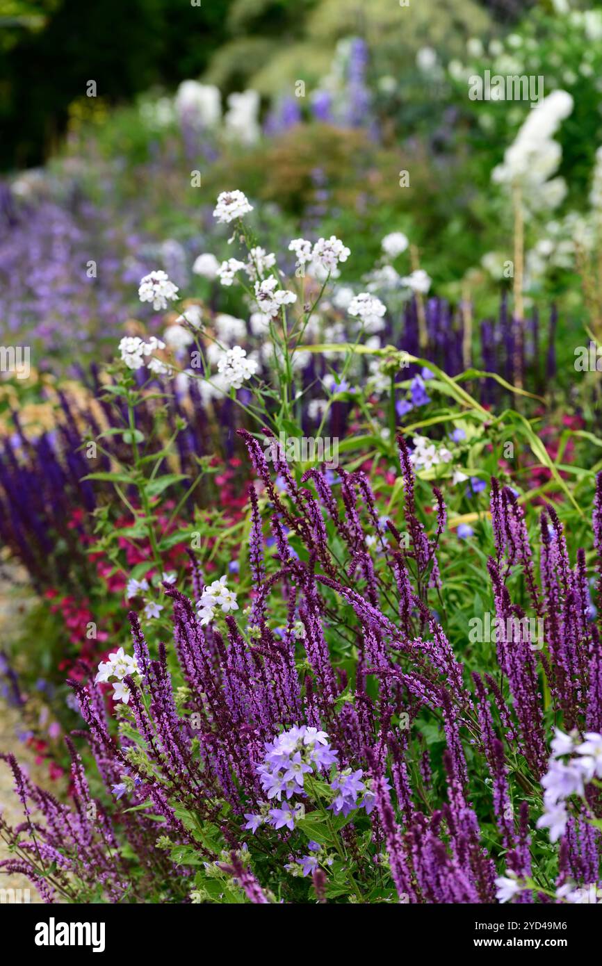 Salvia nemorosa new dimension rose,Salvia nemorosa Caradonna,purple ...
