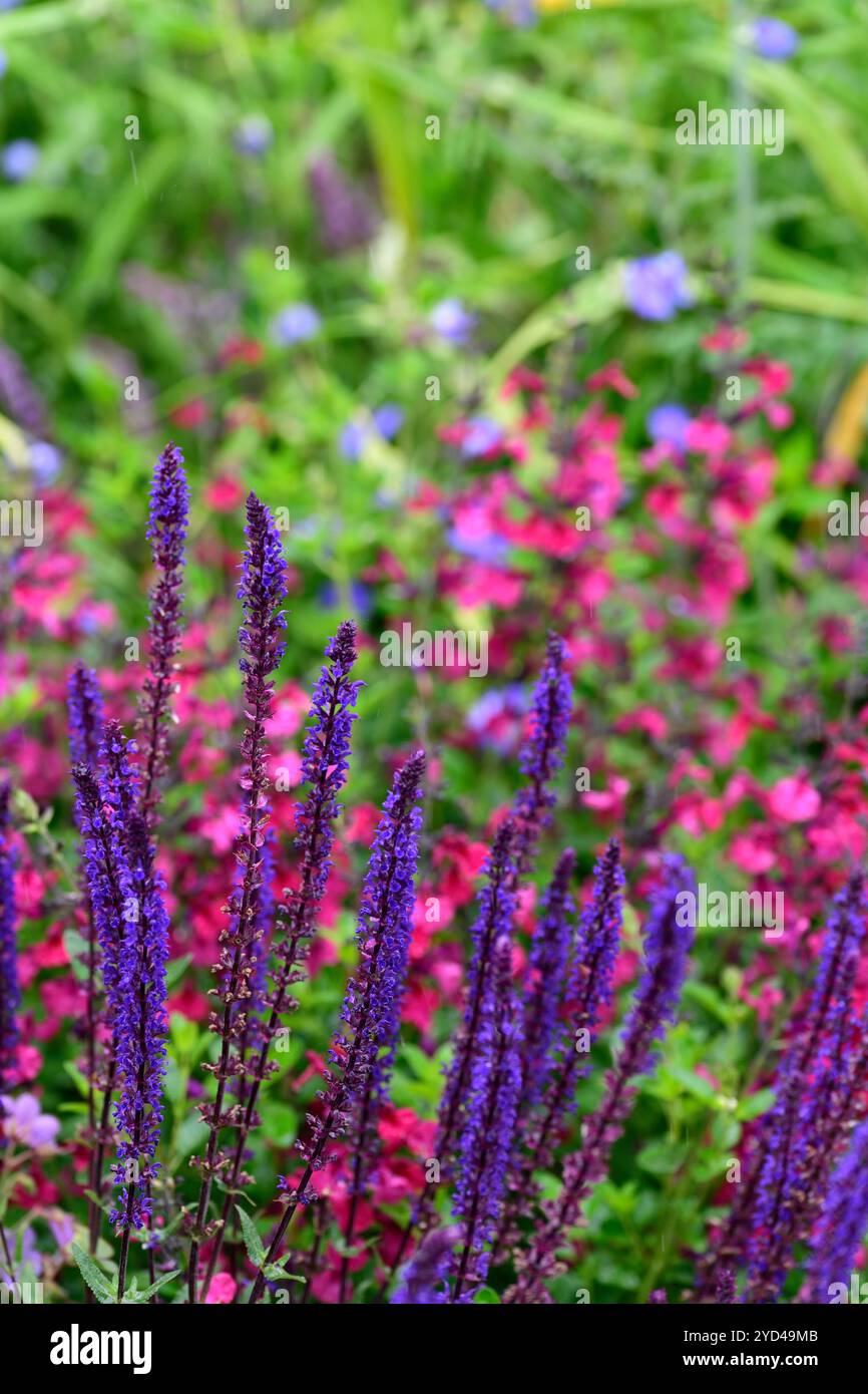 Salvia nemorosa Caradonna,purple flowers,perennials,perennial,flower ...