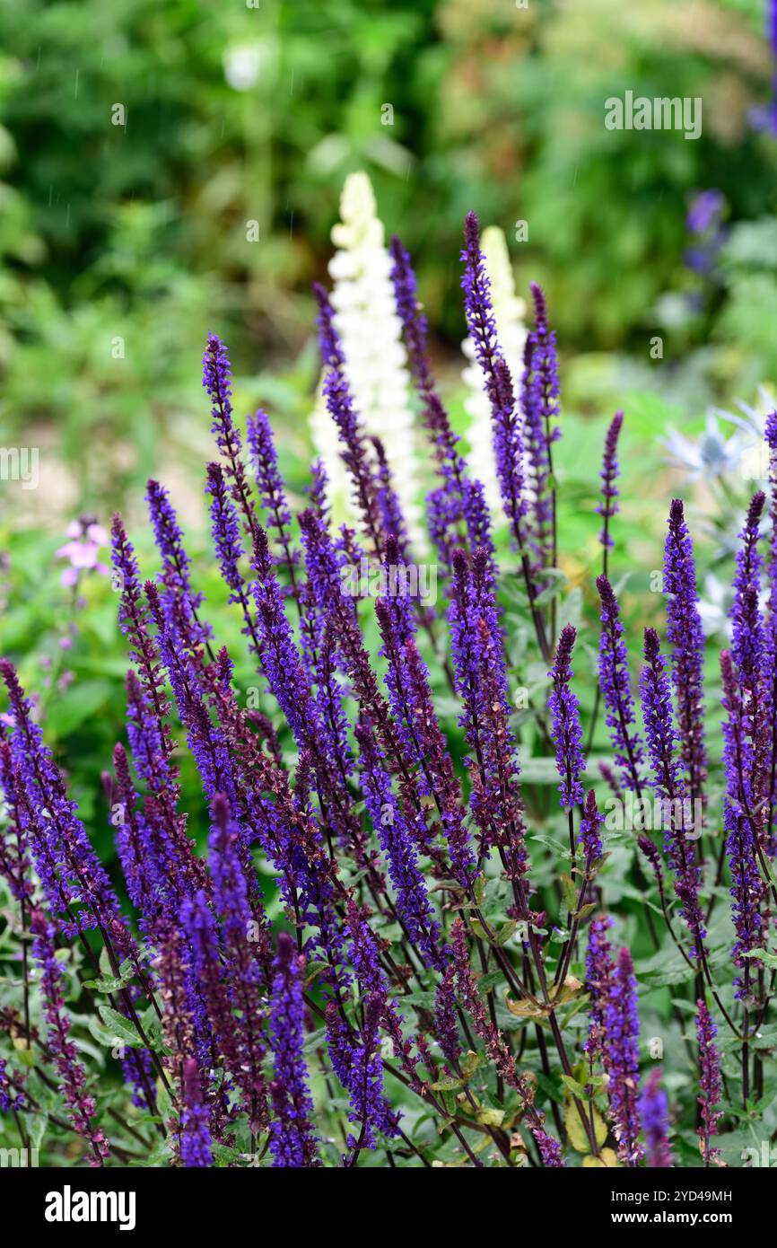 Salvia nemorosa Caradonna,purple flowers,perennials,perennial,flower ...