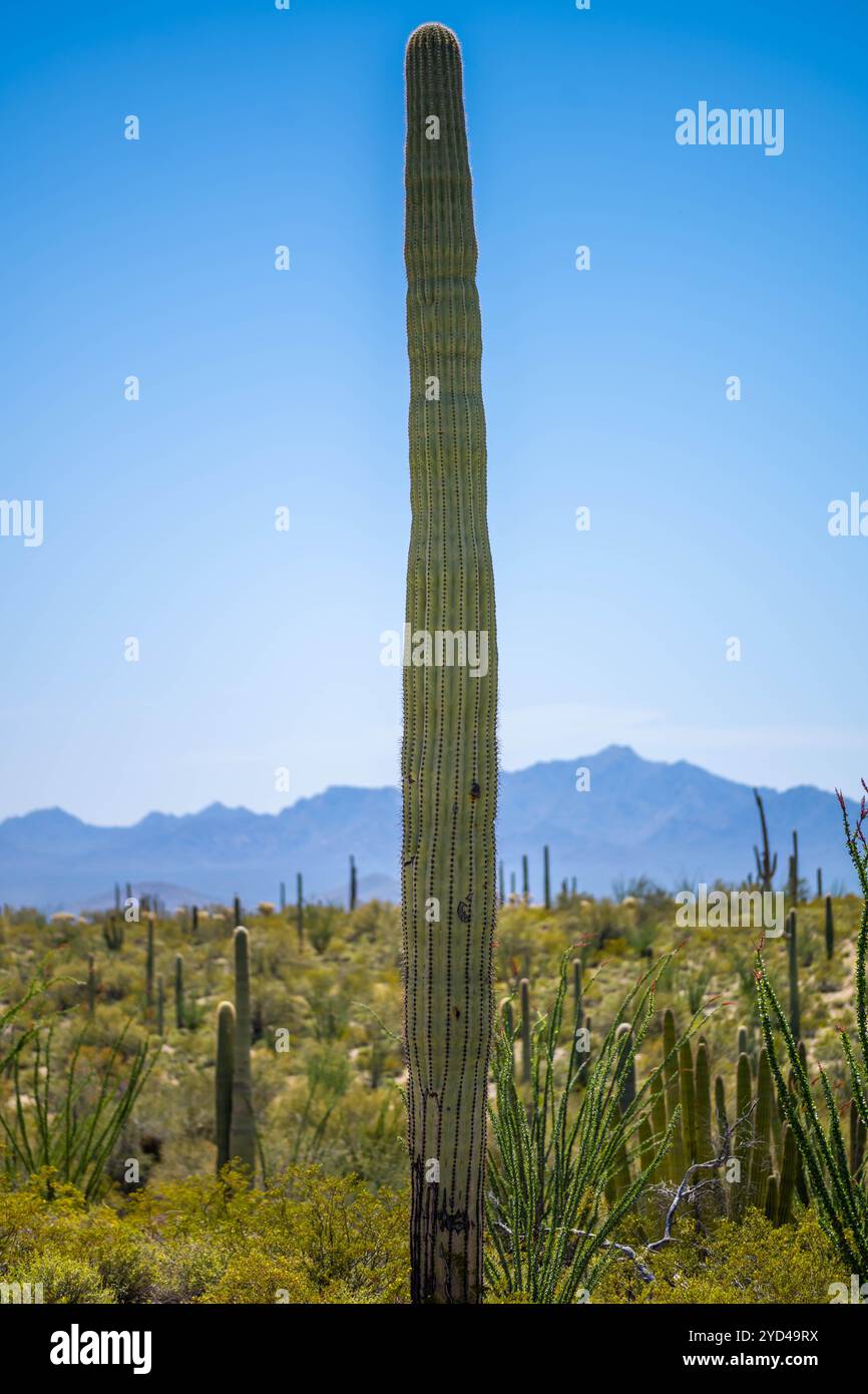 A long slender Saguaro Cactus in Organ Pipe Cactus NM, Arizona Stock ...