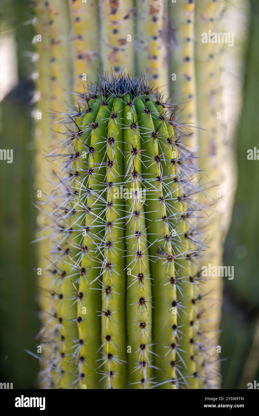 A long slender Saguaro Cactus in Organ Pipe Cactus NM, Arizona Stock ...