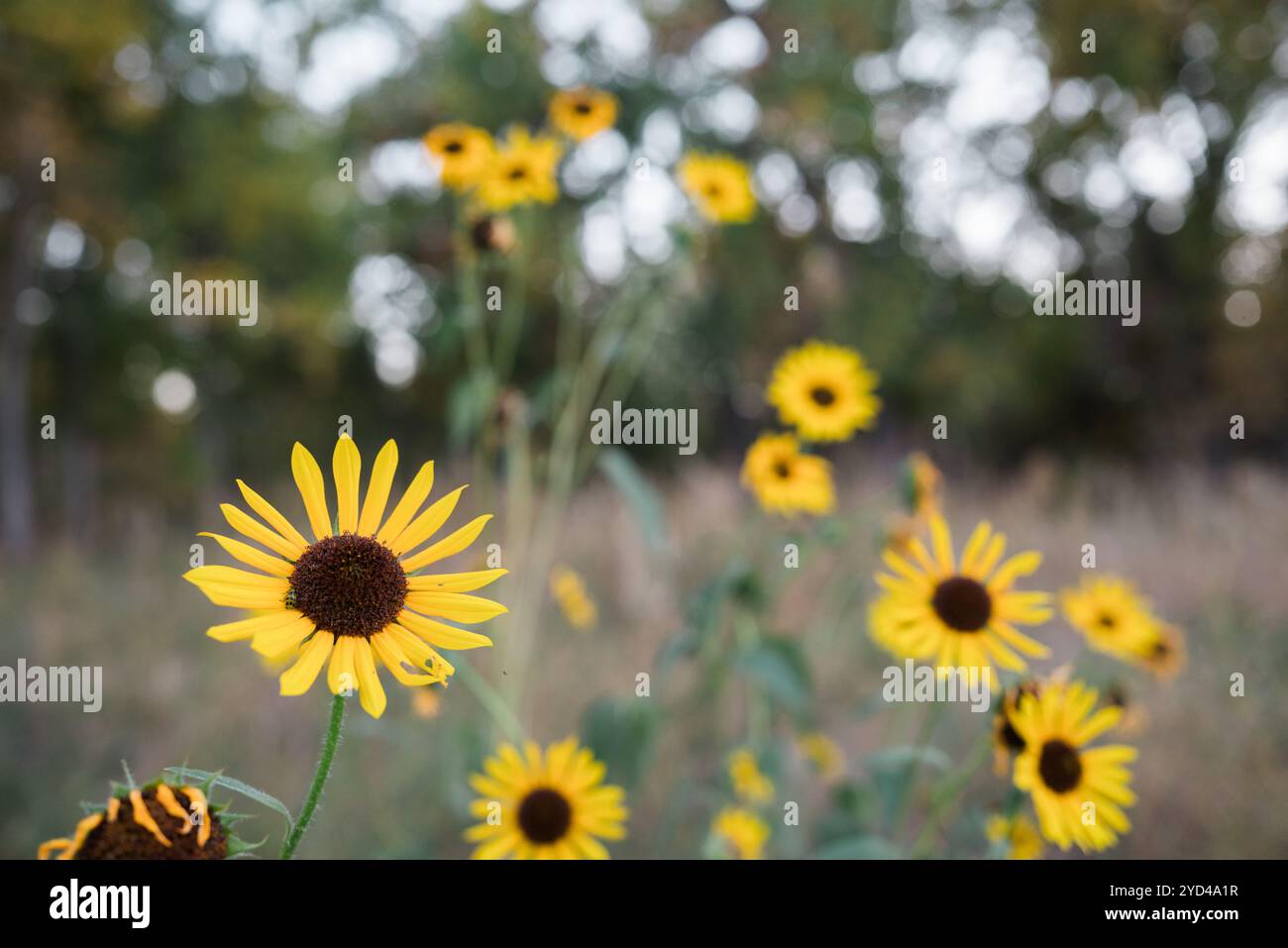 Wild Sunflowers in a field Stock Photo - Alamy