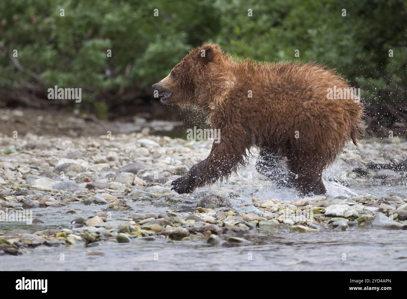 Coastal Brown Bear Cub Running Stock Photo - Alamy