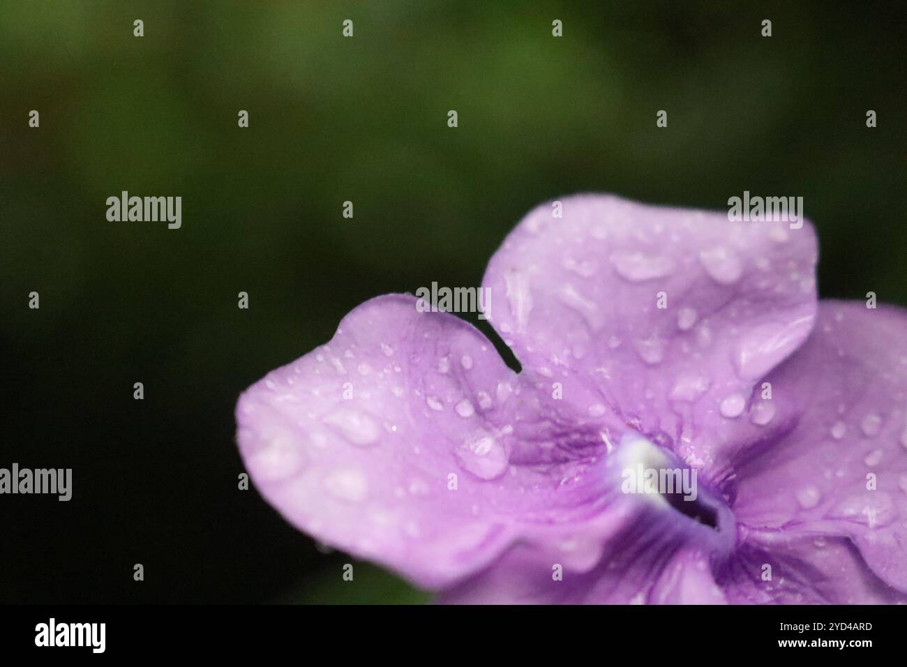 Kiss me quick plant hi-res stock photography and images - Alamy