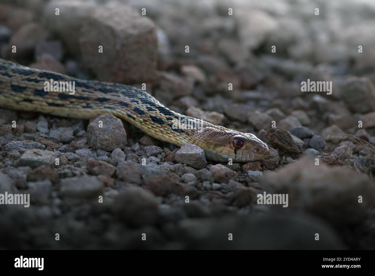Gopher Snake Resting on Rocks Stock Photo - Alamy