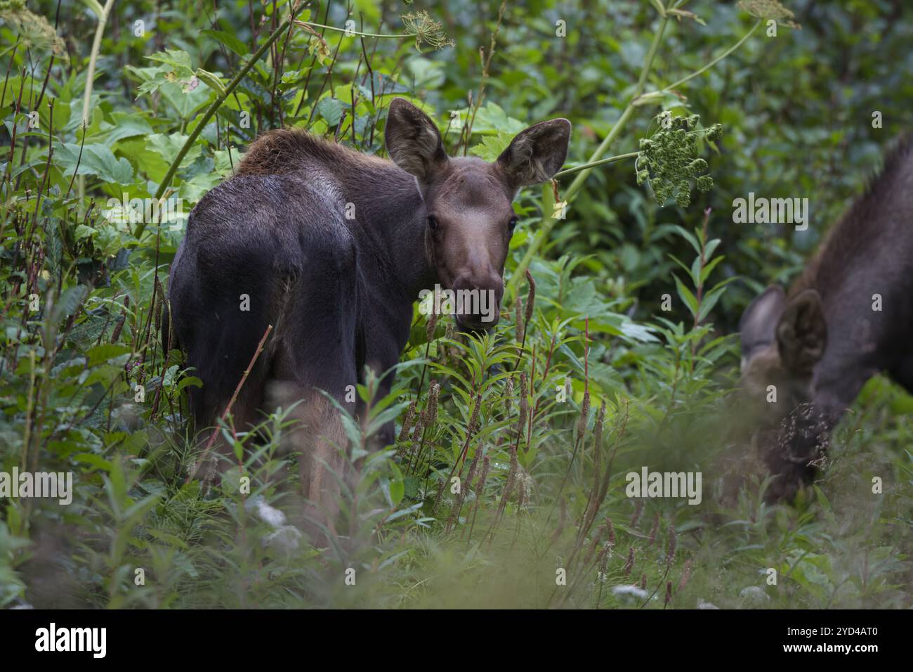 Baby Moose Looking Back at Camera Stock Photo - Alamy