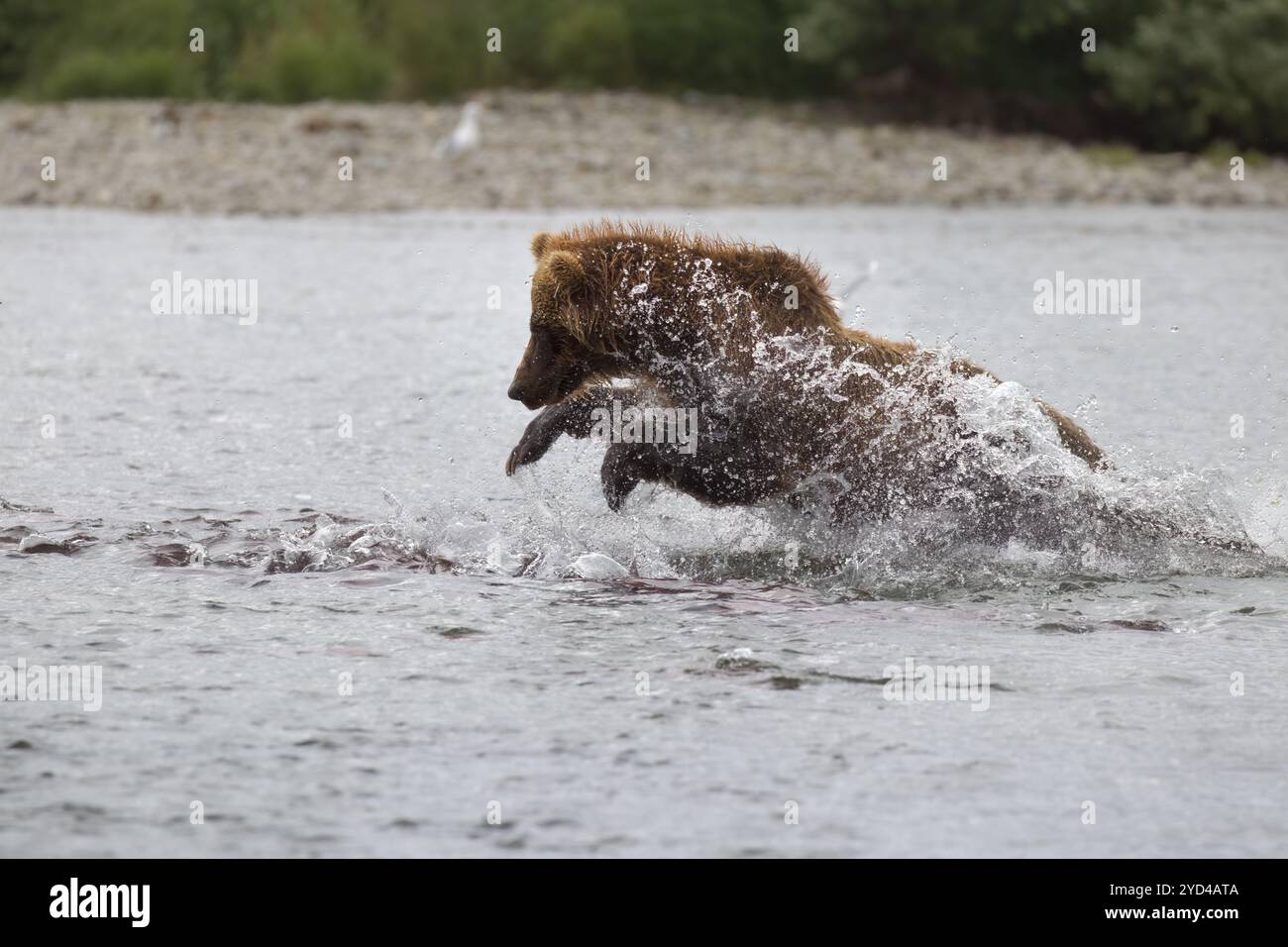 Coastal Brown Bear Pouncing on Fish Stock Photo - Alamy