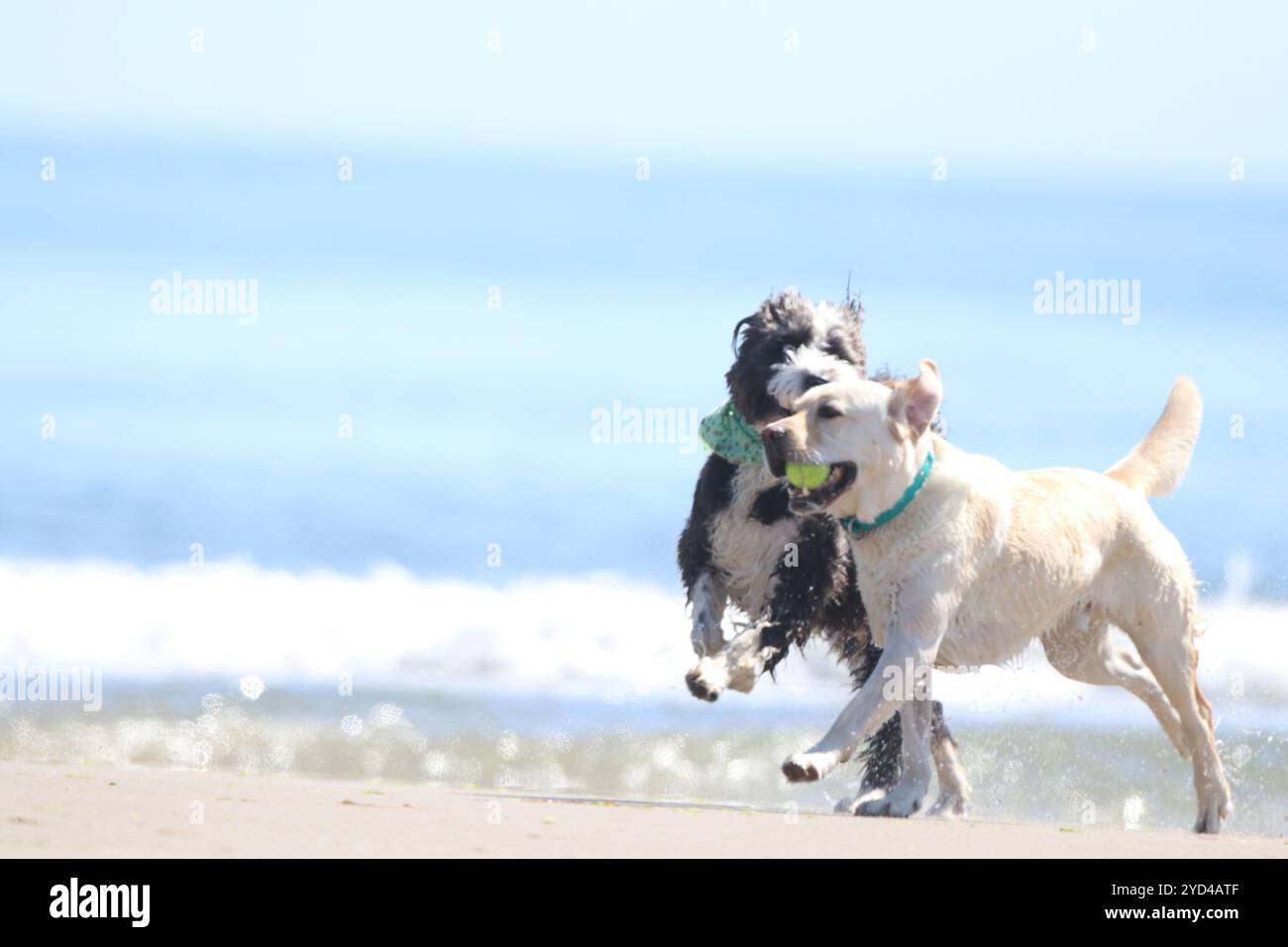 Two Dogs Playing on the Beach Stock Photo - Alamy
