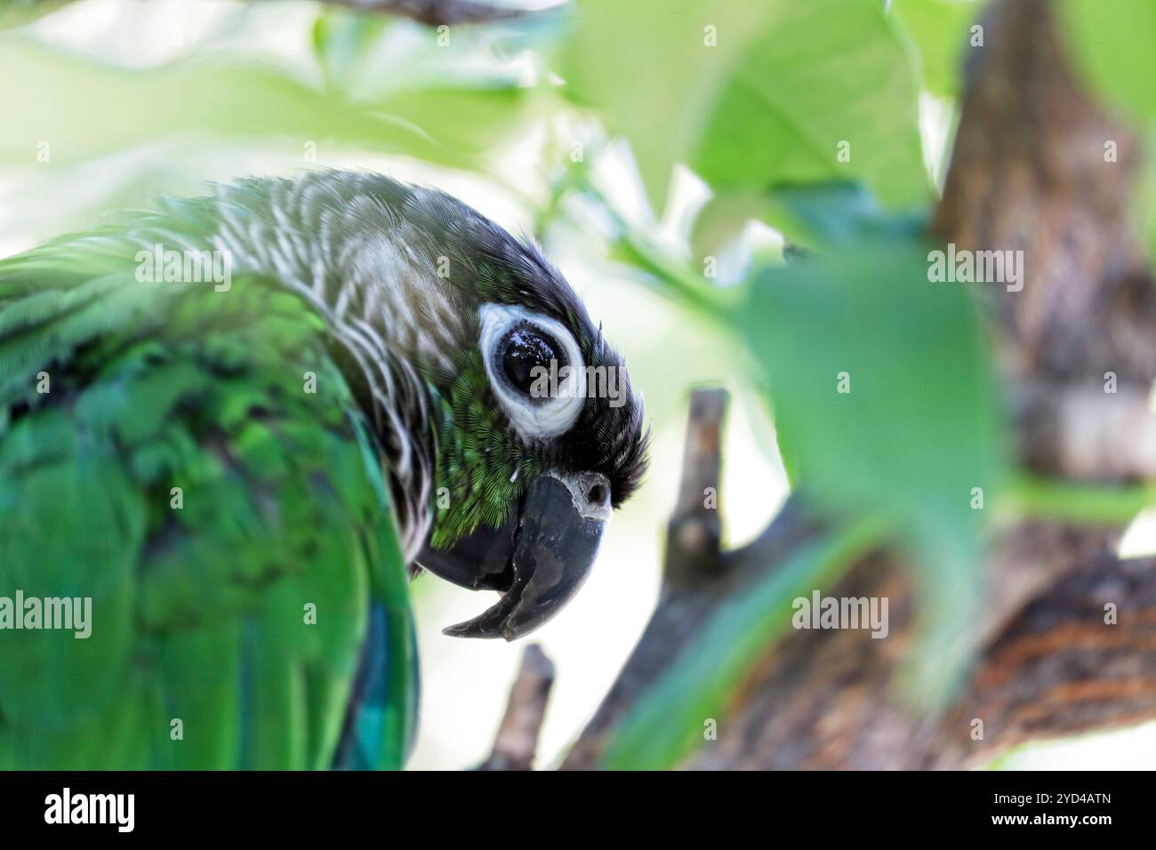 Green Cheek Conure Sitting in Tree Stock Photo - Alamy