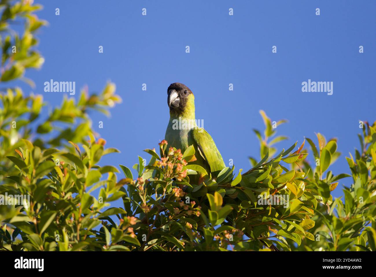 Black Hooded Conure in a Tree Stock Photo - Alamy
