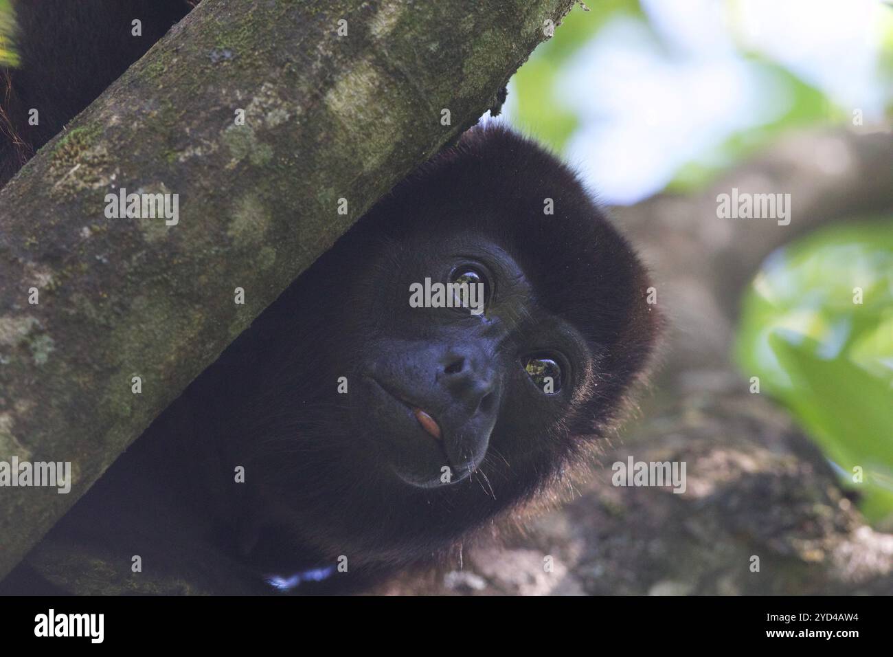 Howler Monkey Hanging off a Tree Stock Photo - Alamy