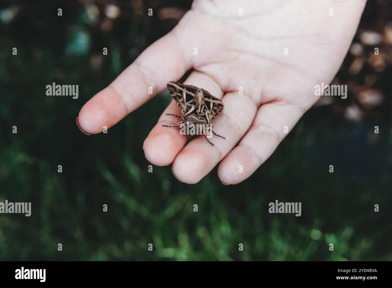 Cutworm moth hi-res stock photography and images - Alamy