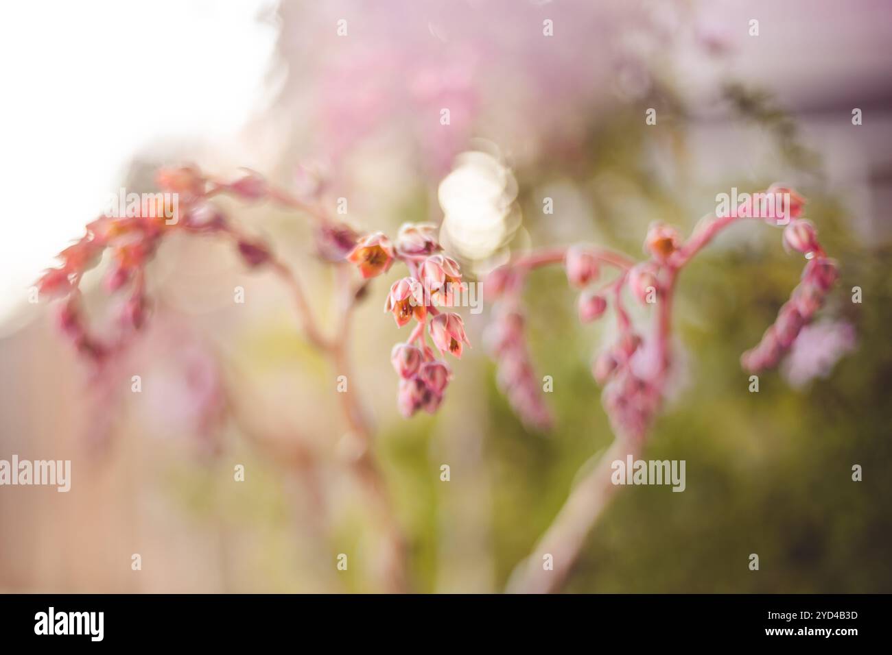 Pink succulent buds and tiny flowers Stock Photo - Alamy