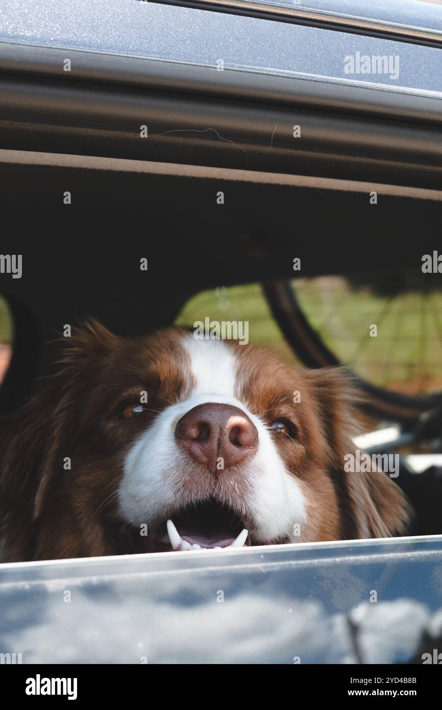 Australian Shepherd catching fresh air through car's window Stock Photo - Alamy