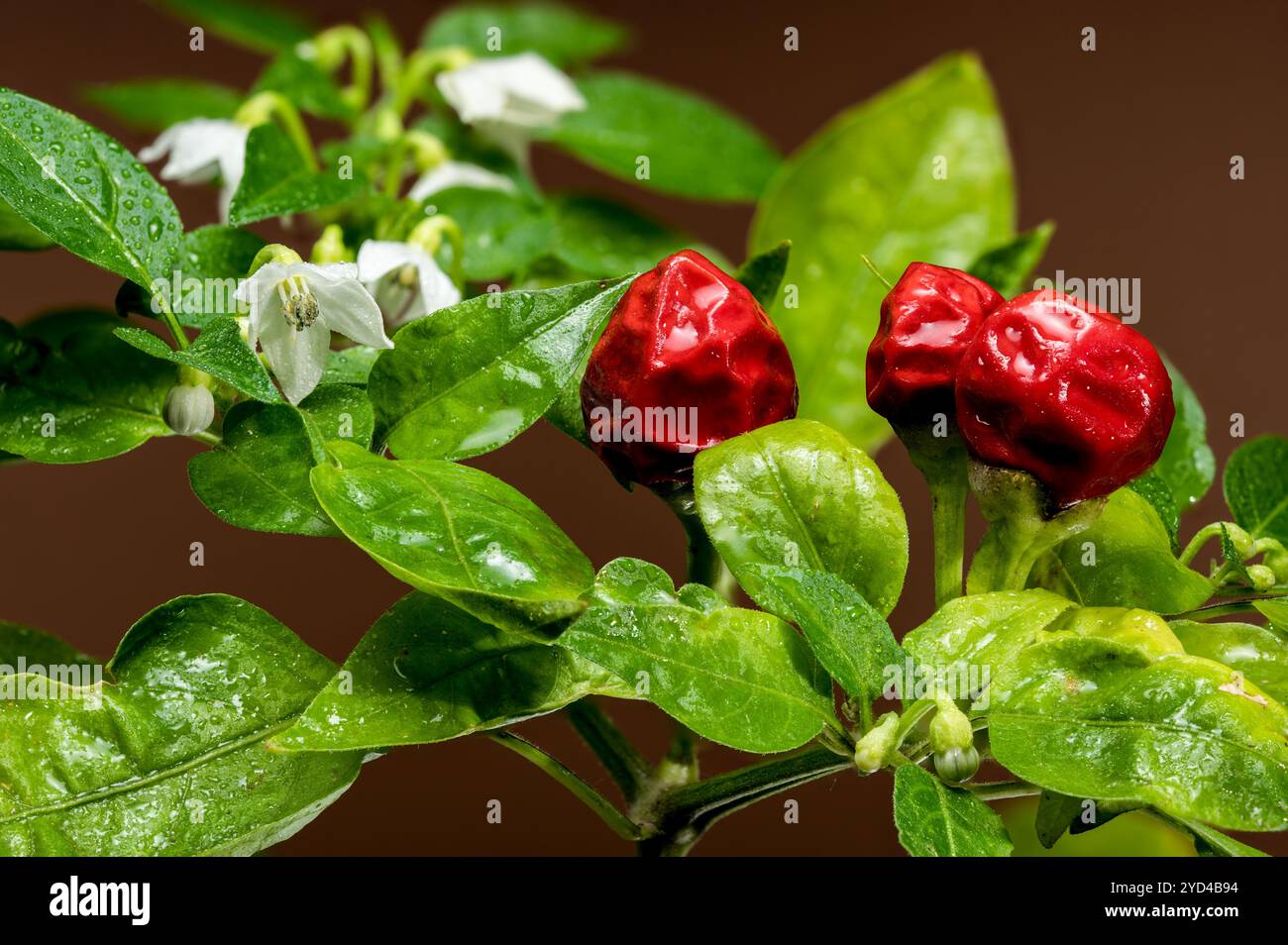 Ornamental pepper aladdin hi-res stock photography and images - Alamy