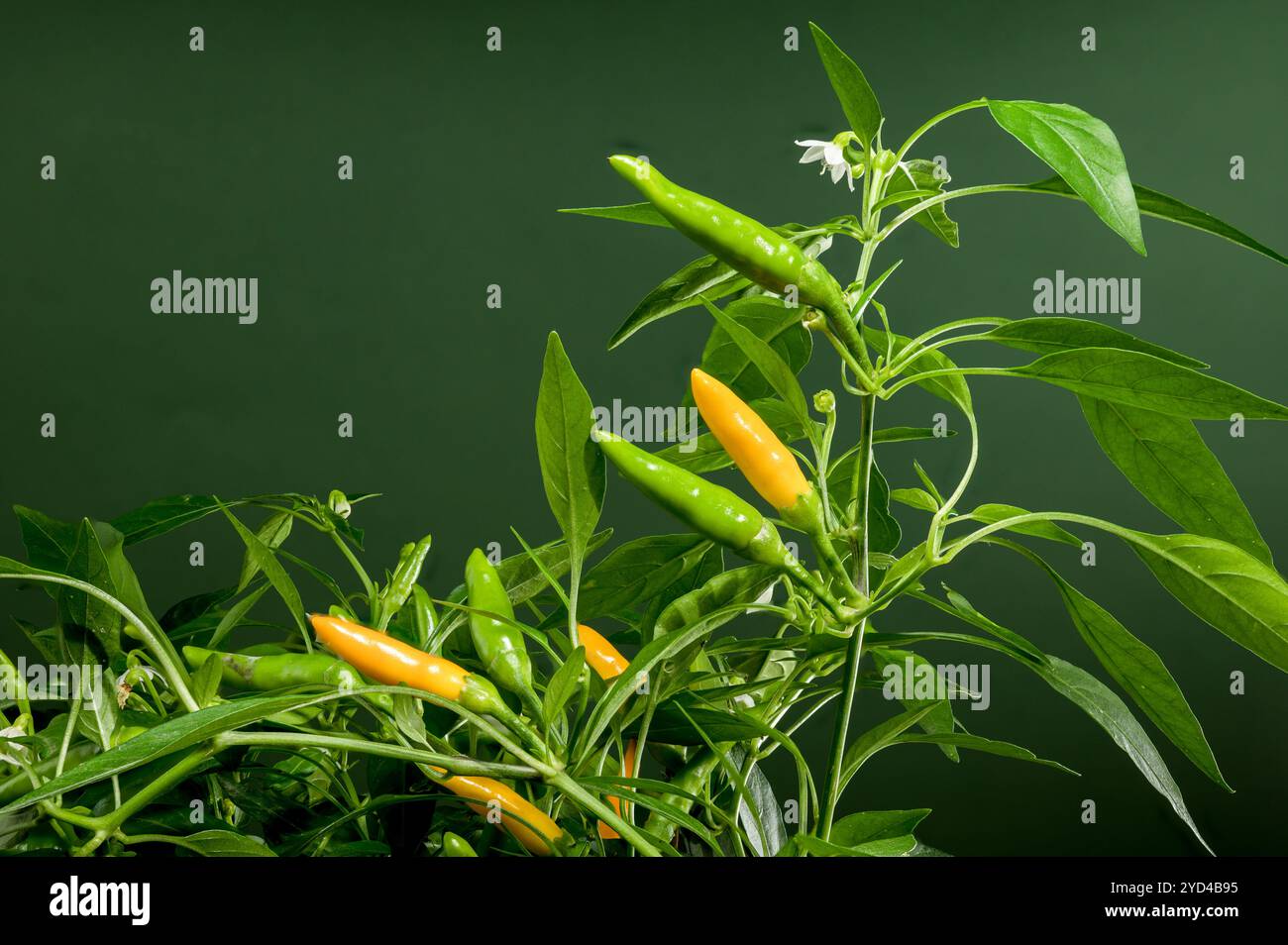 Golden Cayenne Pepper on a green background Stock Photo - Alamy