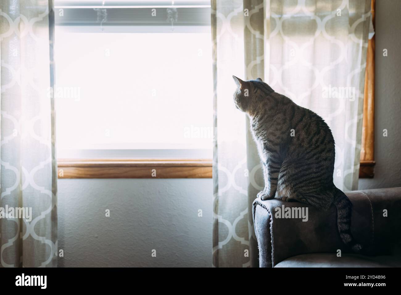 Cat looking out window from family room sofa Stock Photo - Alamy
