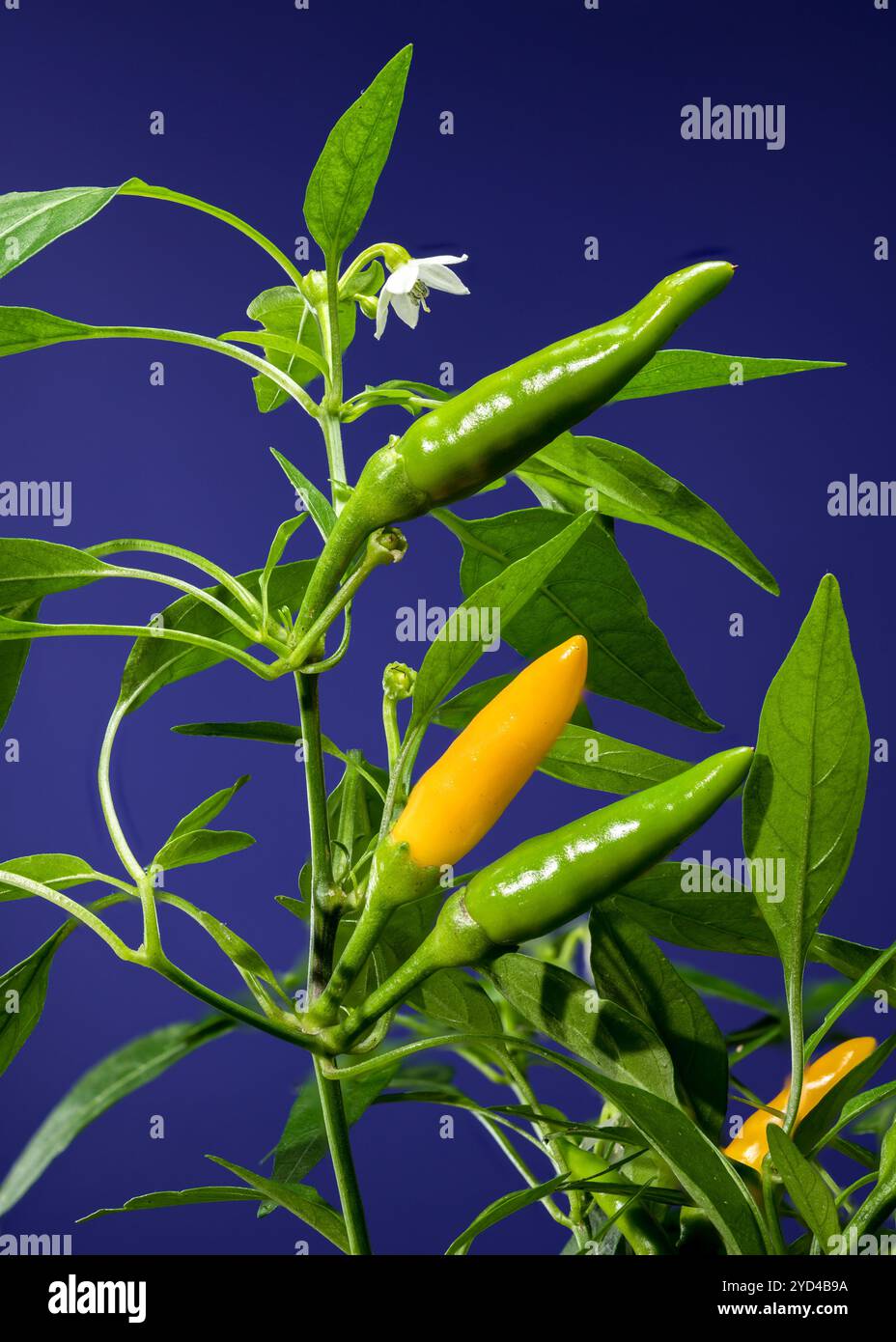 Golden Cayenne Pepper on a blue background Stock Photo - Alamy
