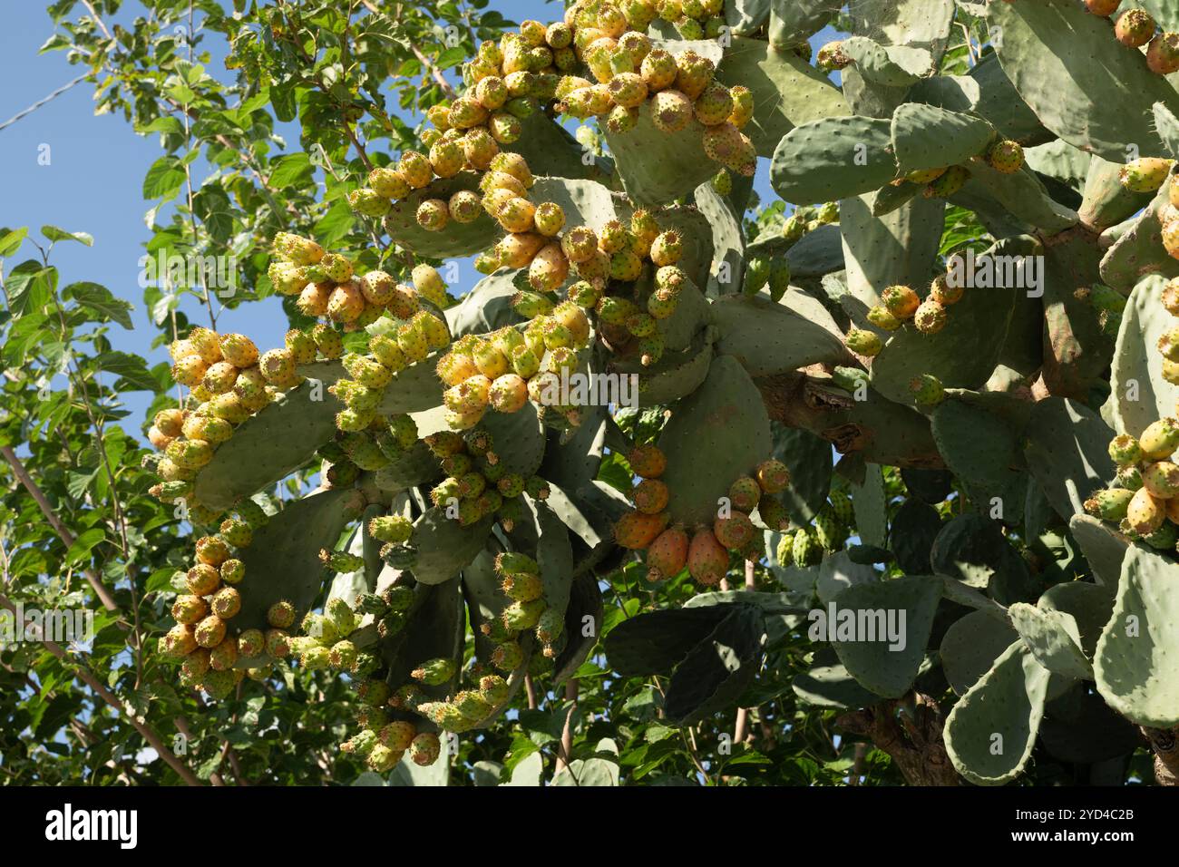 Tipica sicilia hi-res stock photography and images - Alamy