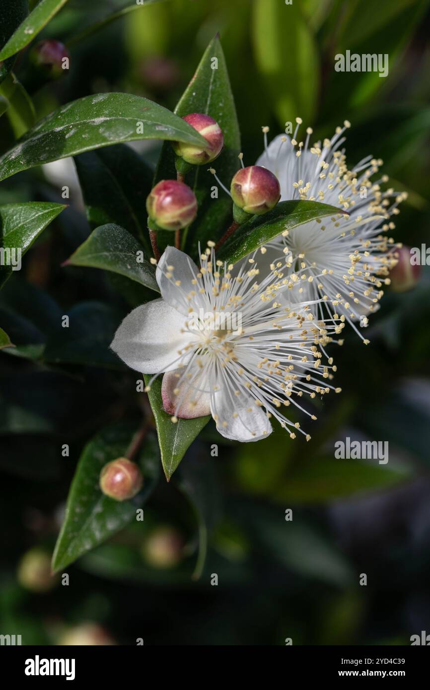 Pianta di mirto hi-res stock photography and images - Alamy