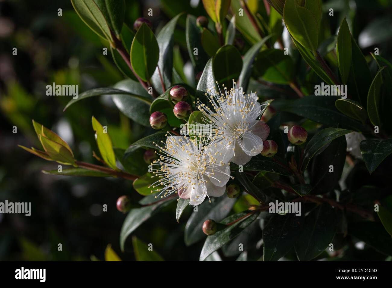 Pianta di montagna hi-res stock photography and images - Alamy