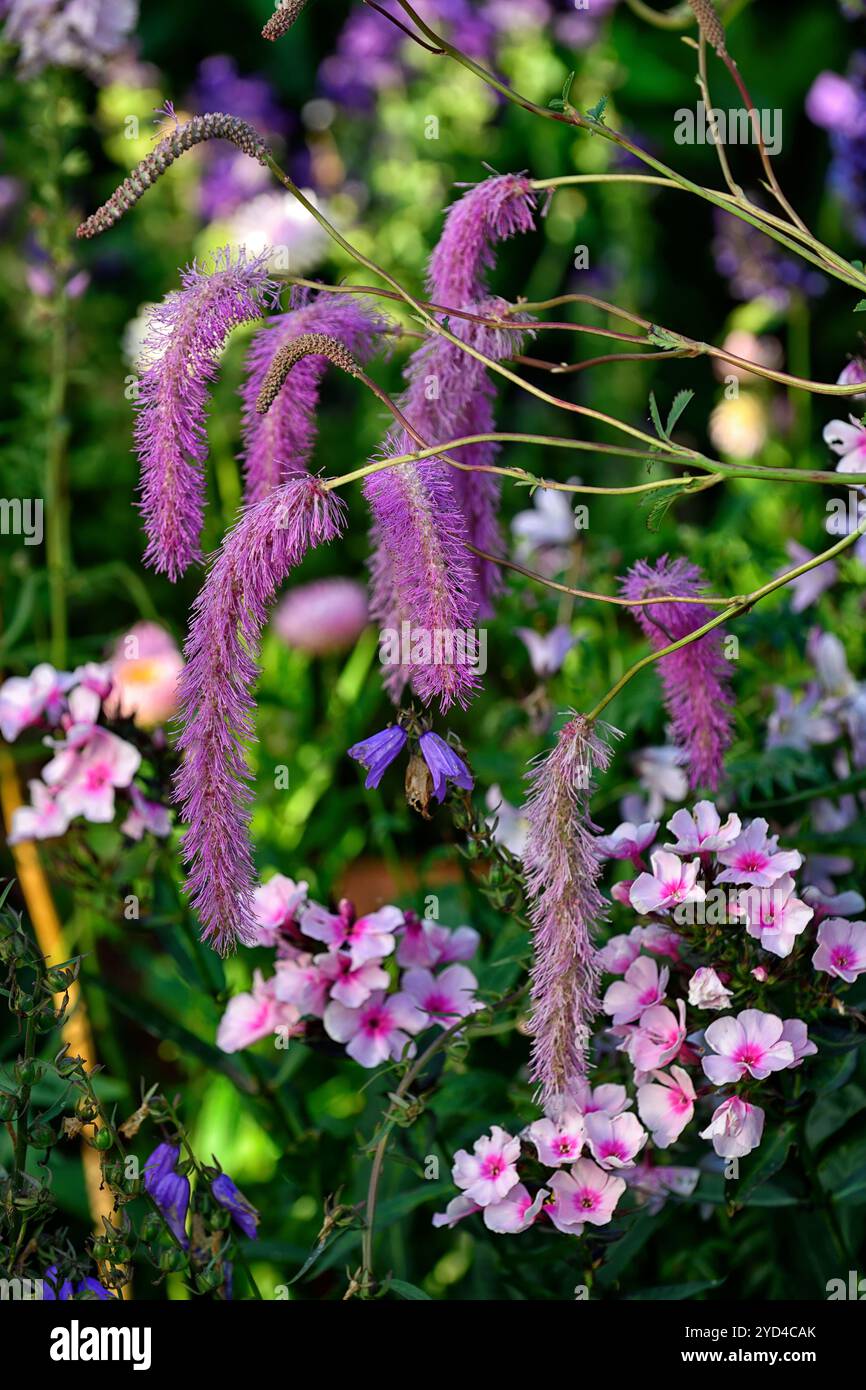 Phlox paniculata Bright Eyes,Sanguisorba hakusanensis Lilac Squirrel ...