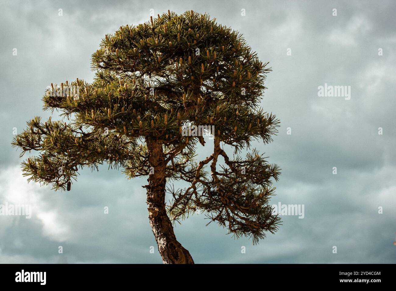 Lone pine tree against gloomy blue grey sky. Japanese bonsai lonely ...