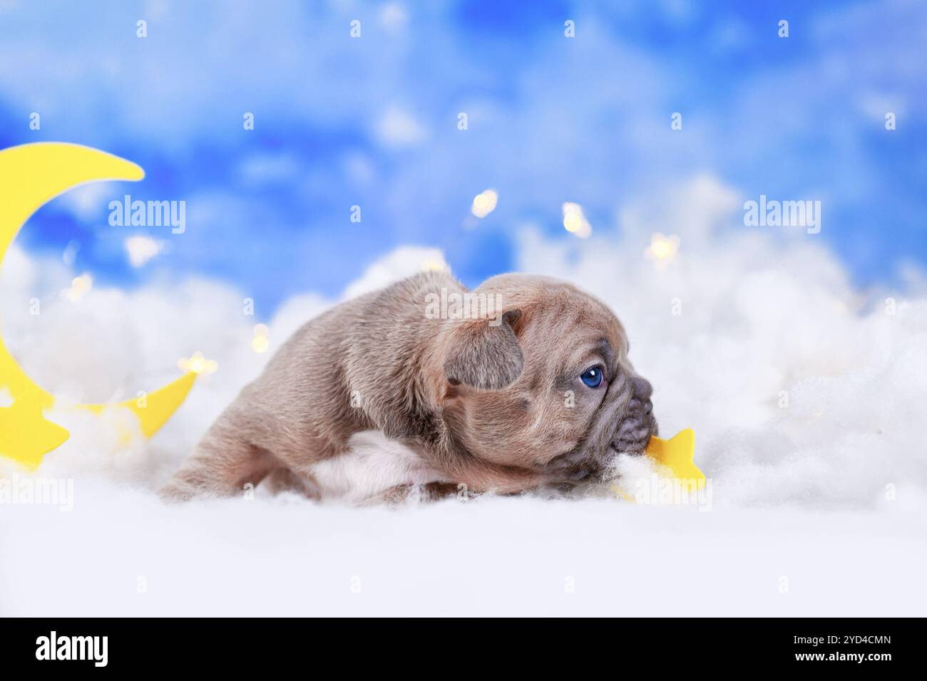 Small French Bulldog dog puppy between fluffy clouds with moon and ...