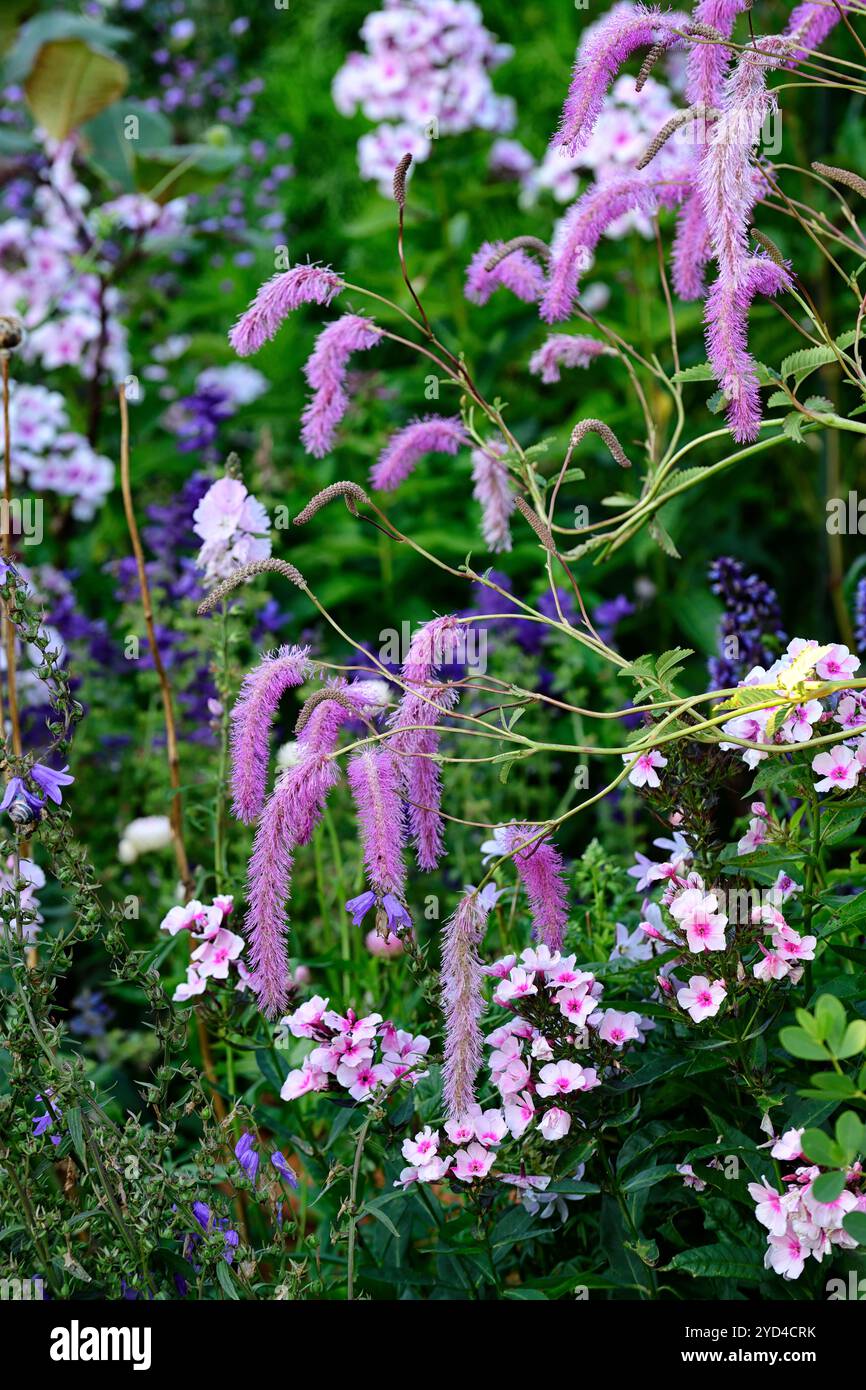 Phlox paniculata Bright Eyes,Sanguisorba hakusanensis Lilac Squirrel ...