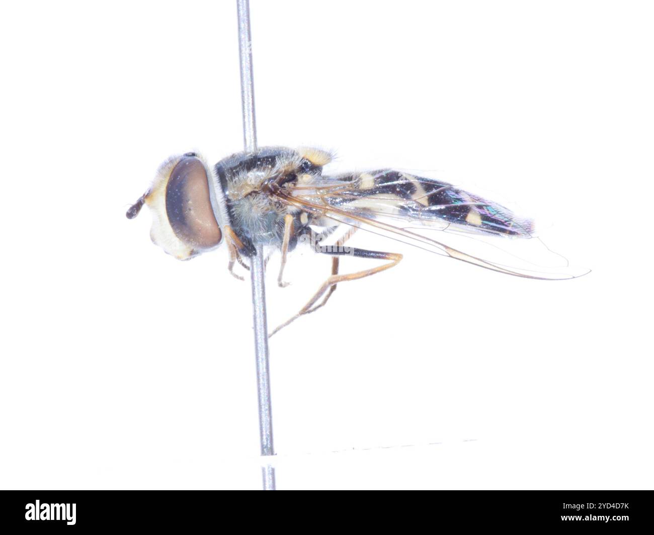 White-bowed Smoothwing (Scaeva affinis Stock Photo - Alamy