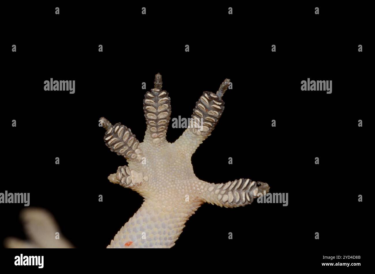 Tropical House Gecko (Hemidactylus mabouia Stock Photo - Alamy