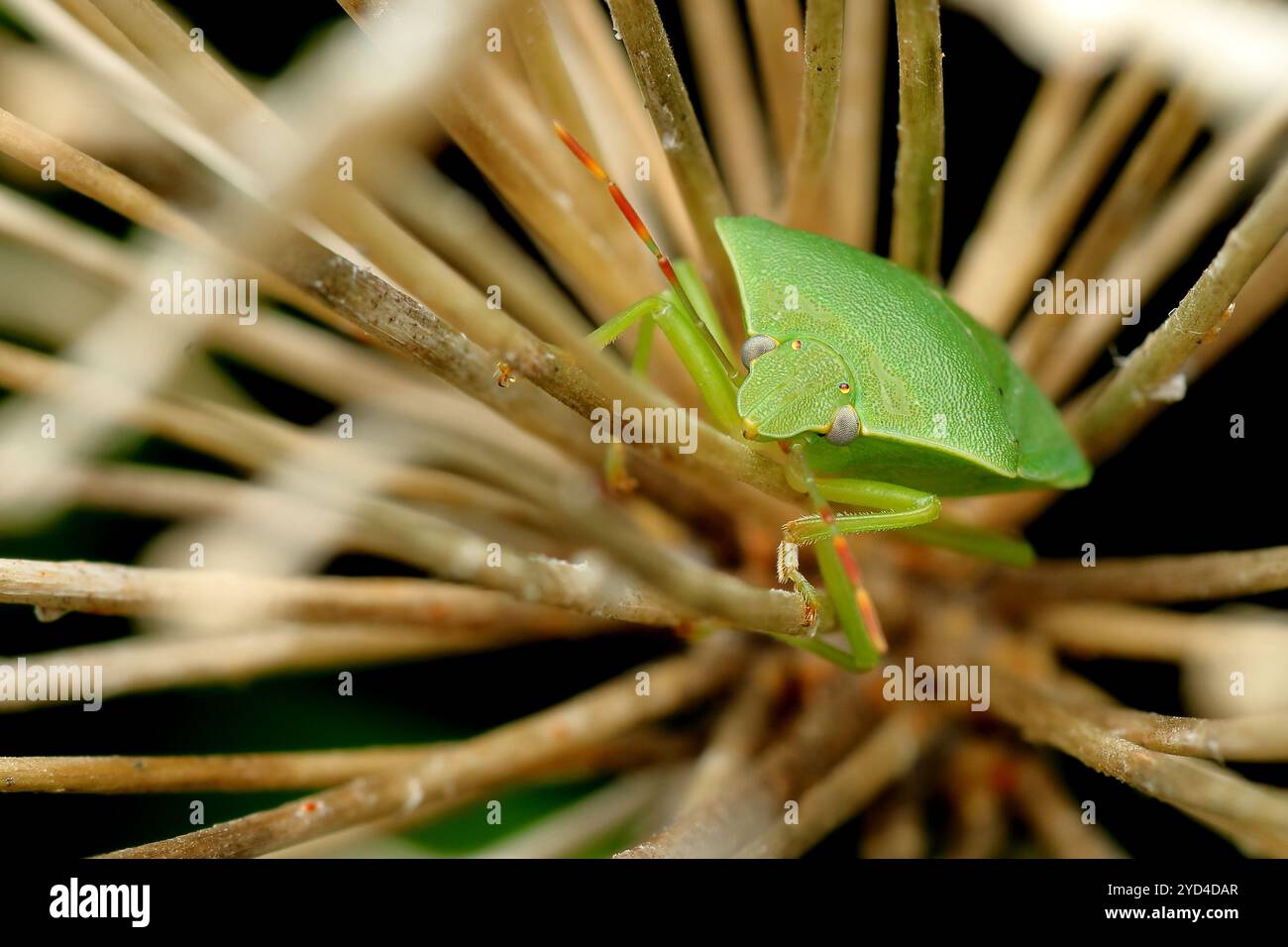 Green Shield bug (Nezara viridula Stock Photo - Alamy