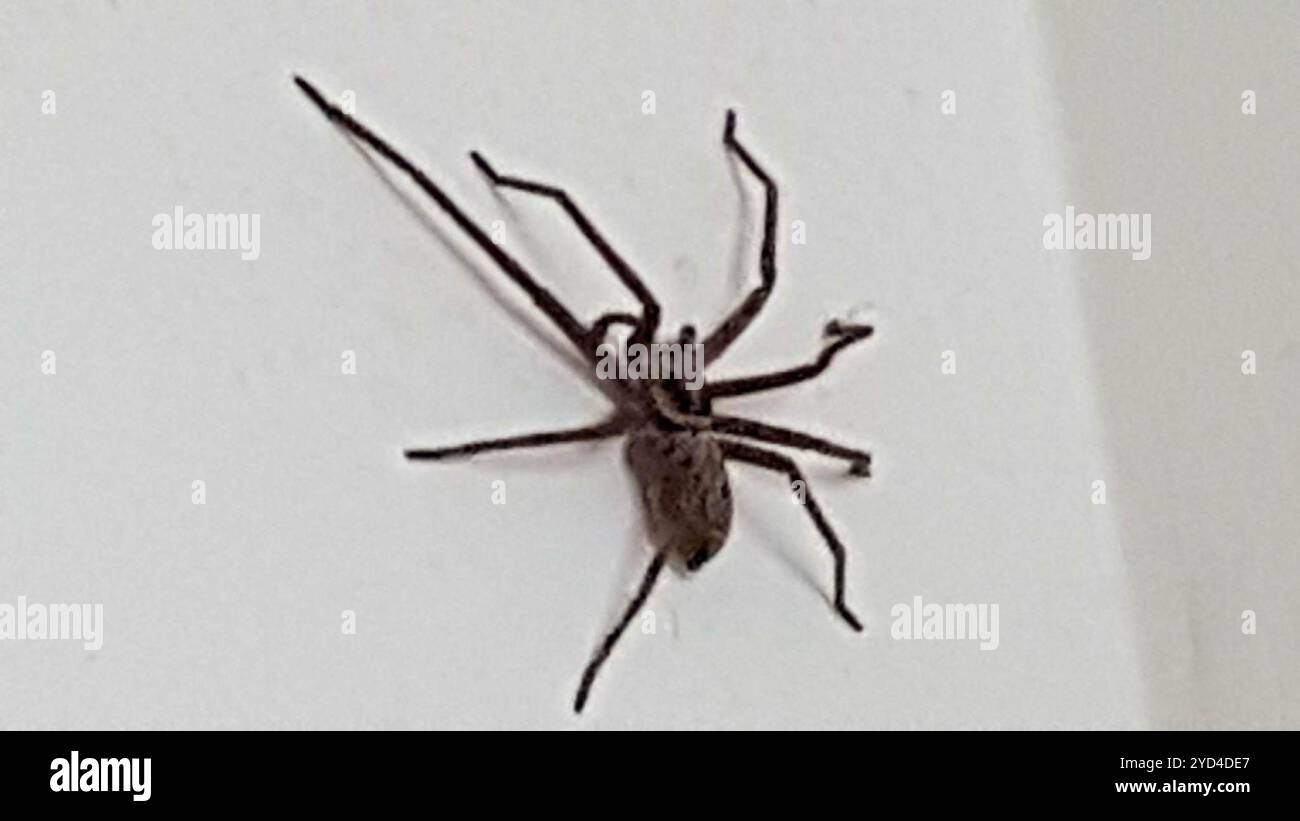 Giant Huntsman Spiders (Heteropoda Stock Photo - Alamy