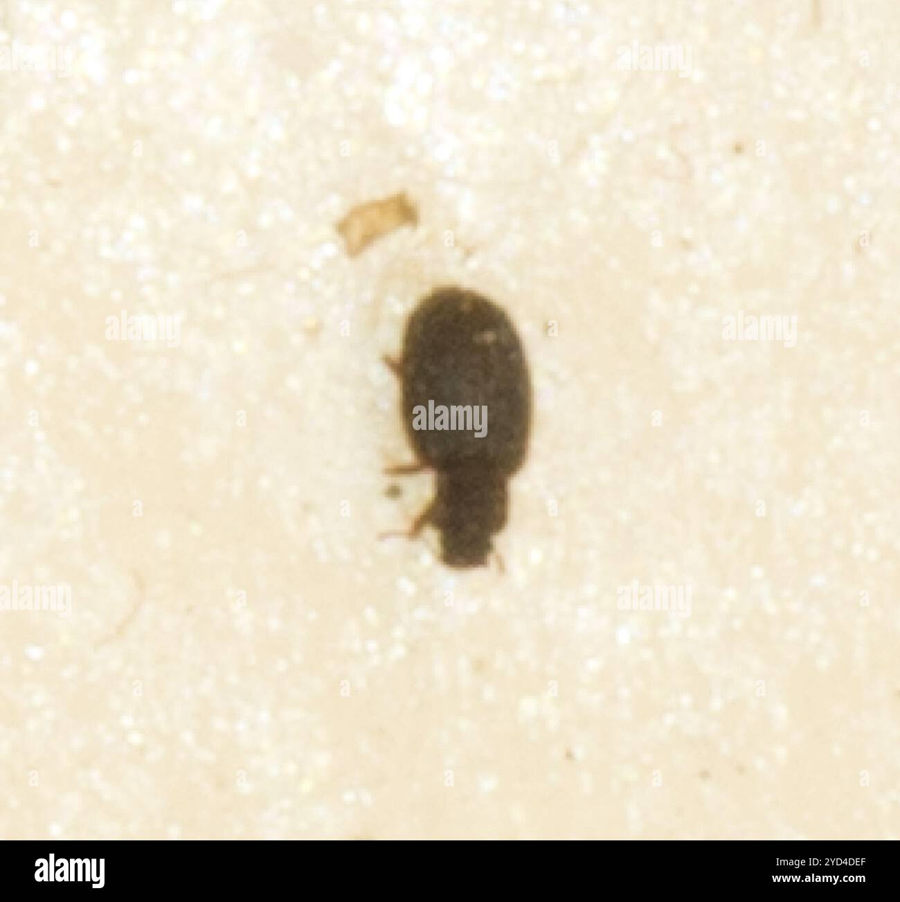 Minute Brown Scavenger Beetles (Latridiidae Stock Photo - Alamy