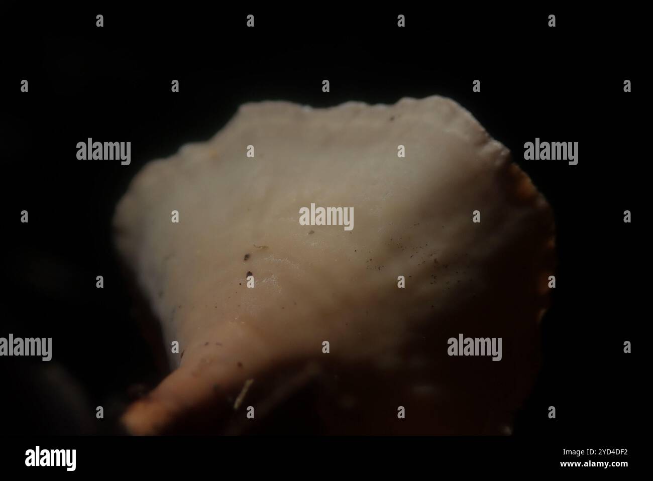 Wine Glass Fungus (Podoscypha petalodes Stock Photo - Alamy