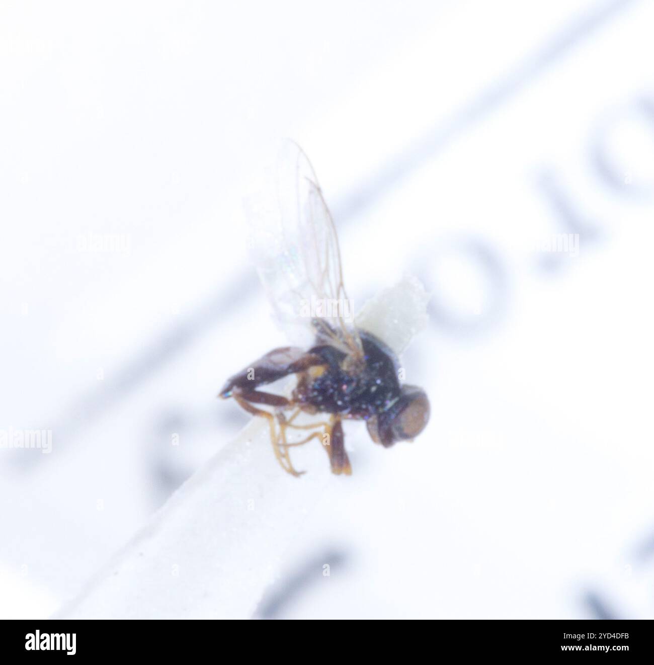 Hippelates Eye Gnats (Hippelates Stock Photo - Alamy