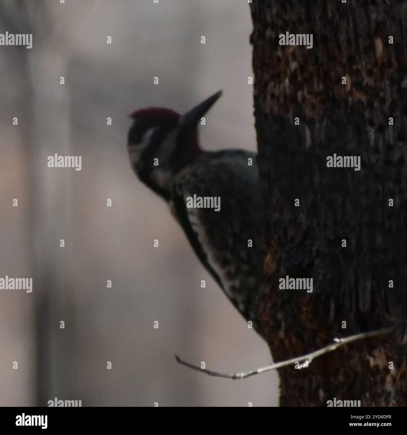 Yellow-bellied Sapsucker (Sphyrapicus varius Stock Photo - Alamy