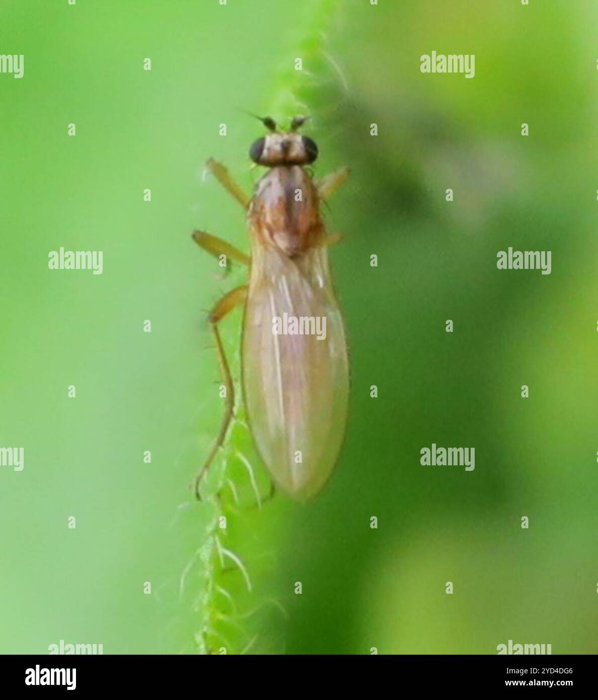 Small Grass Fly (Lonchoptera bifurcata Stock Photo - Alamy