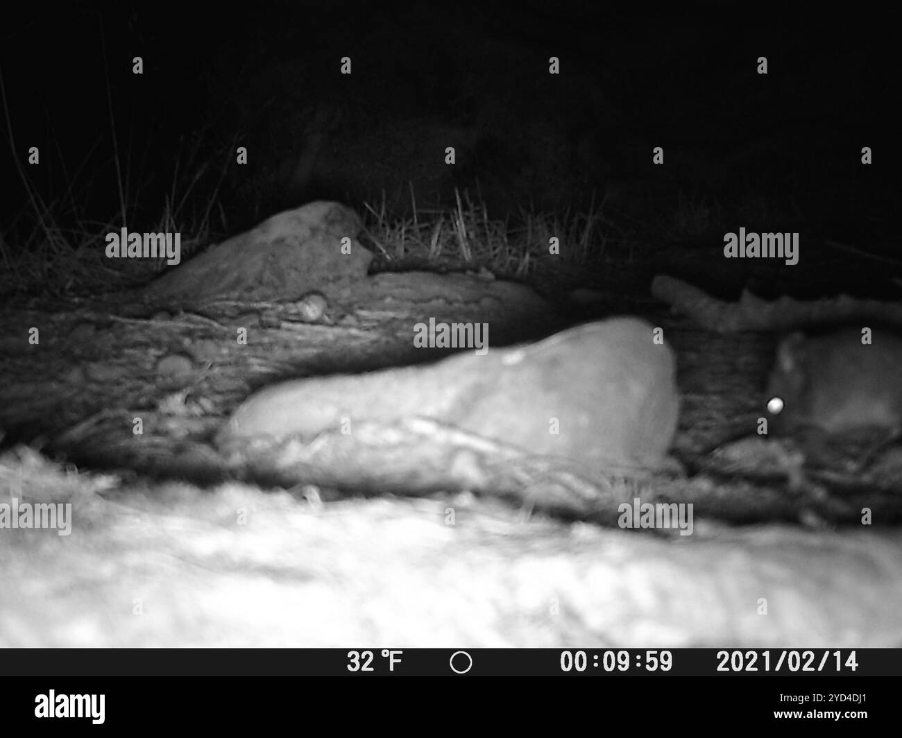 European Wood Mouse (Apodemus sylvaticus Stock Photo - Alamy