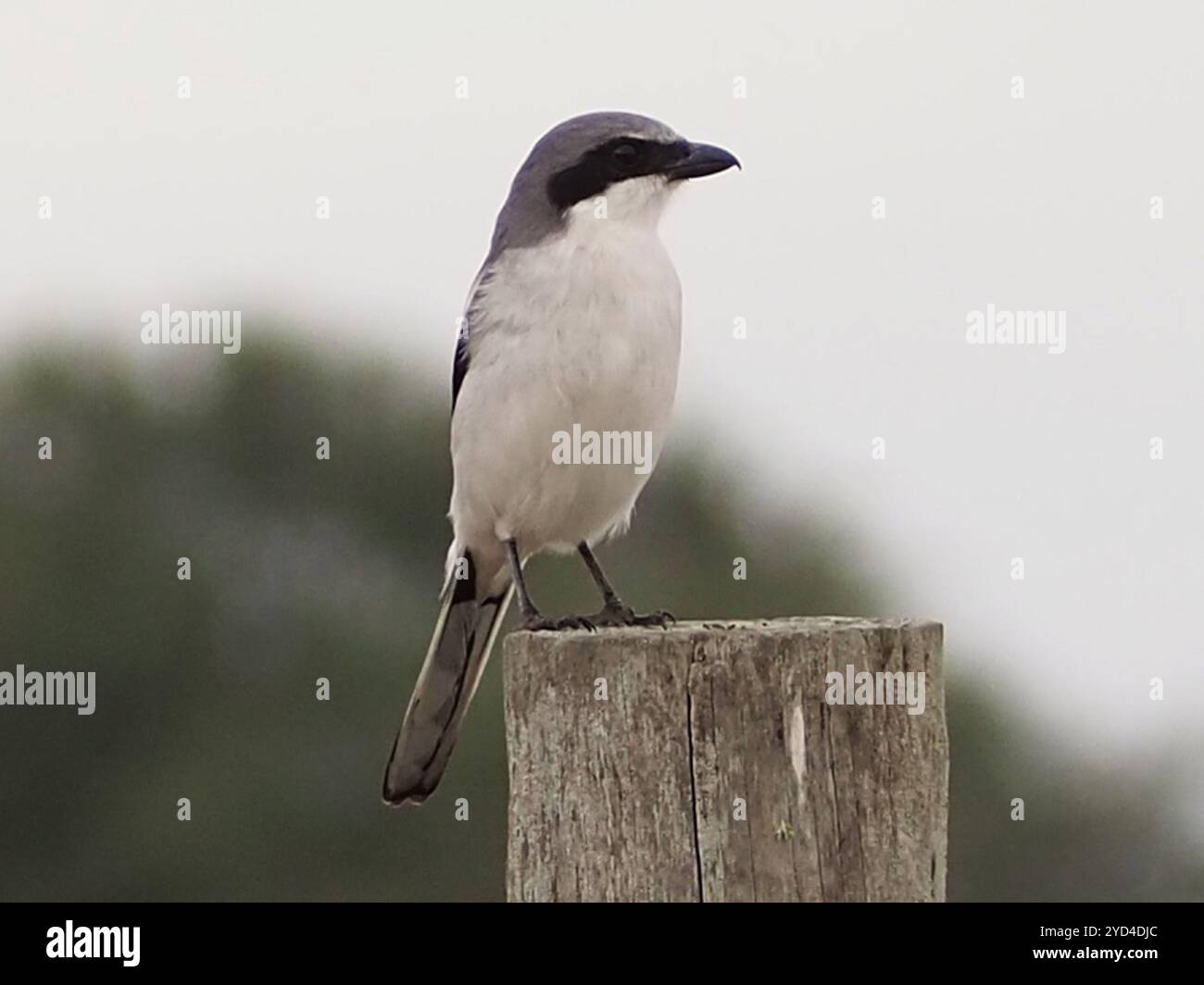 Loggerhead Shrike (Lanius ludovicianus Stock Photo - Alamy