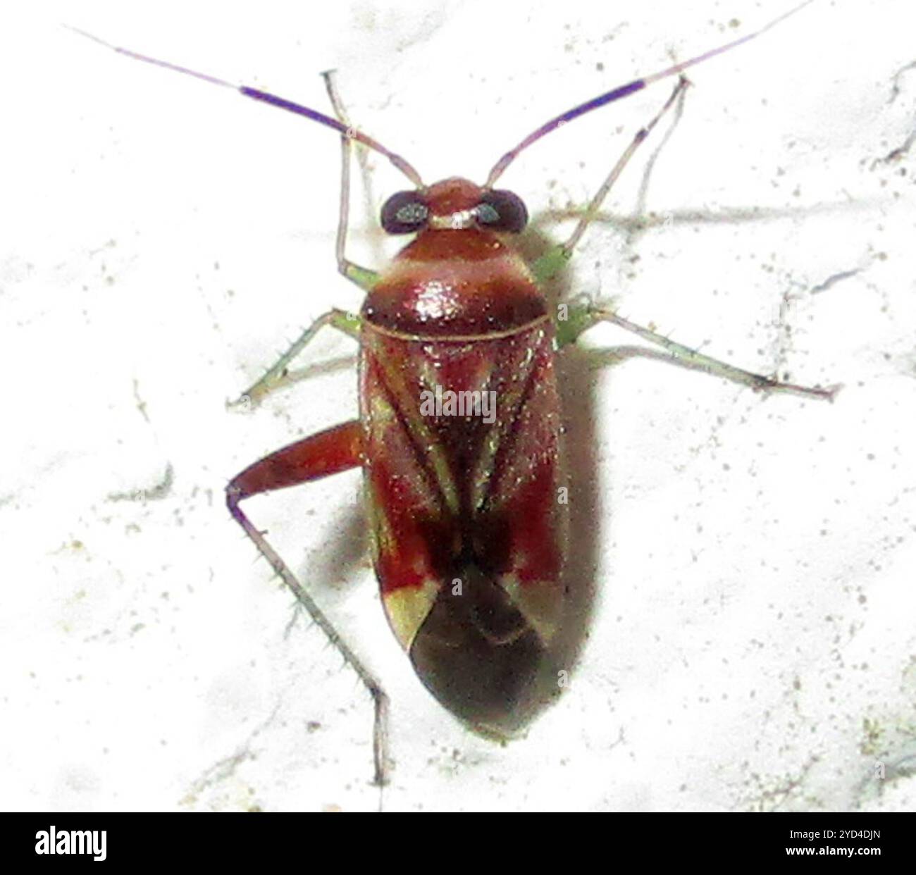 Plant Bugs (Miridae Stock Photo - Alamy