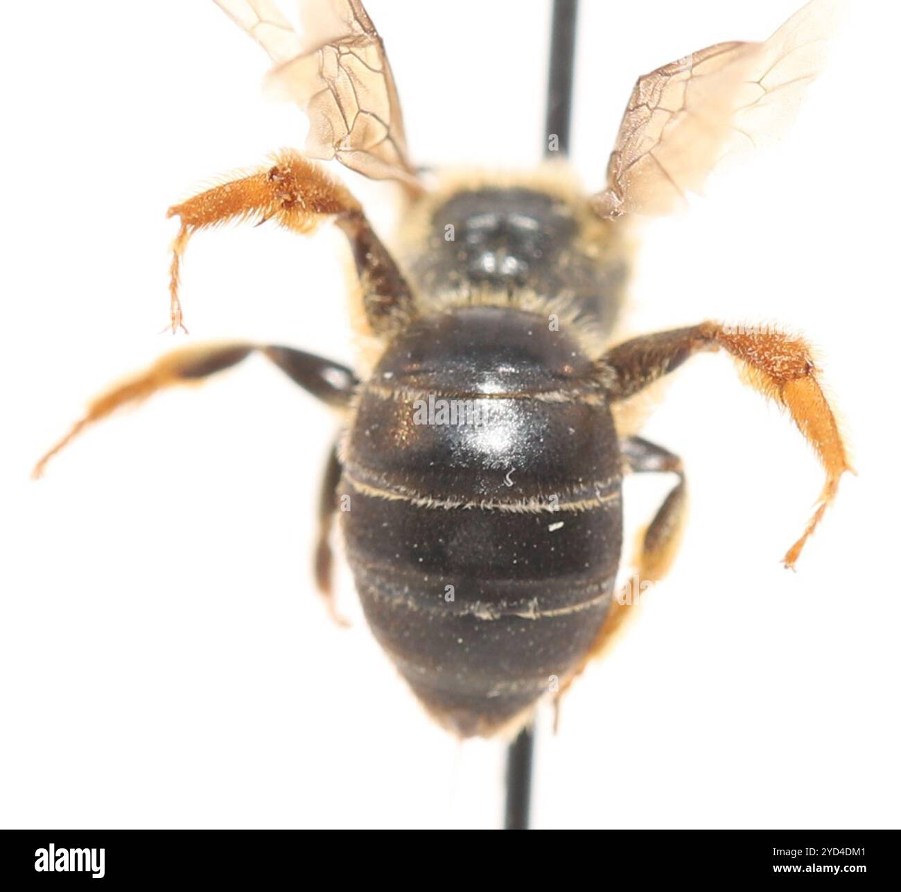 Orange-legged Furrow Bee (Halictus rubicundus Stock Photo - Alamy