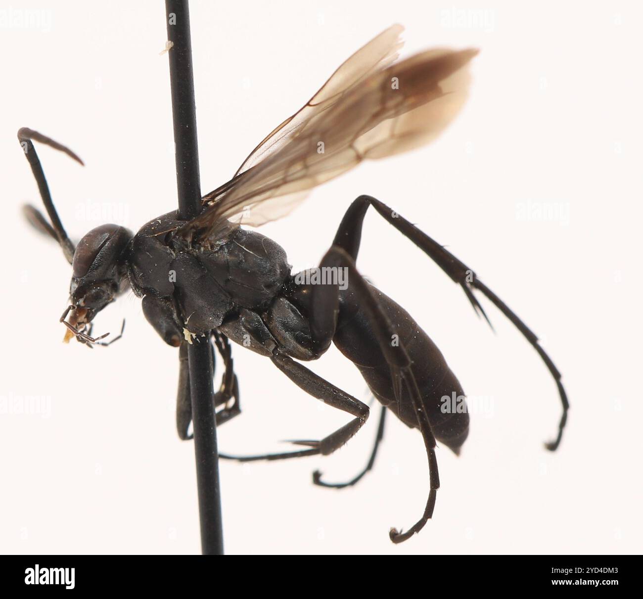 Spider Wasps (Pompilidae Stock Photo - Alamy