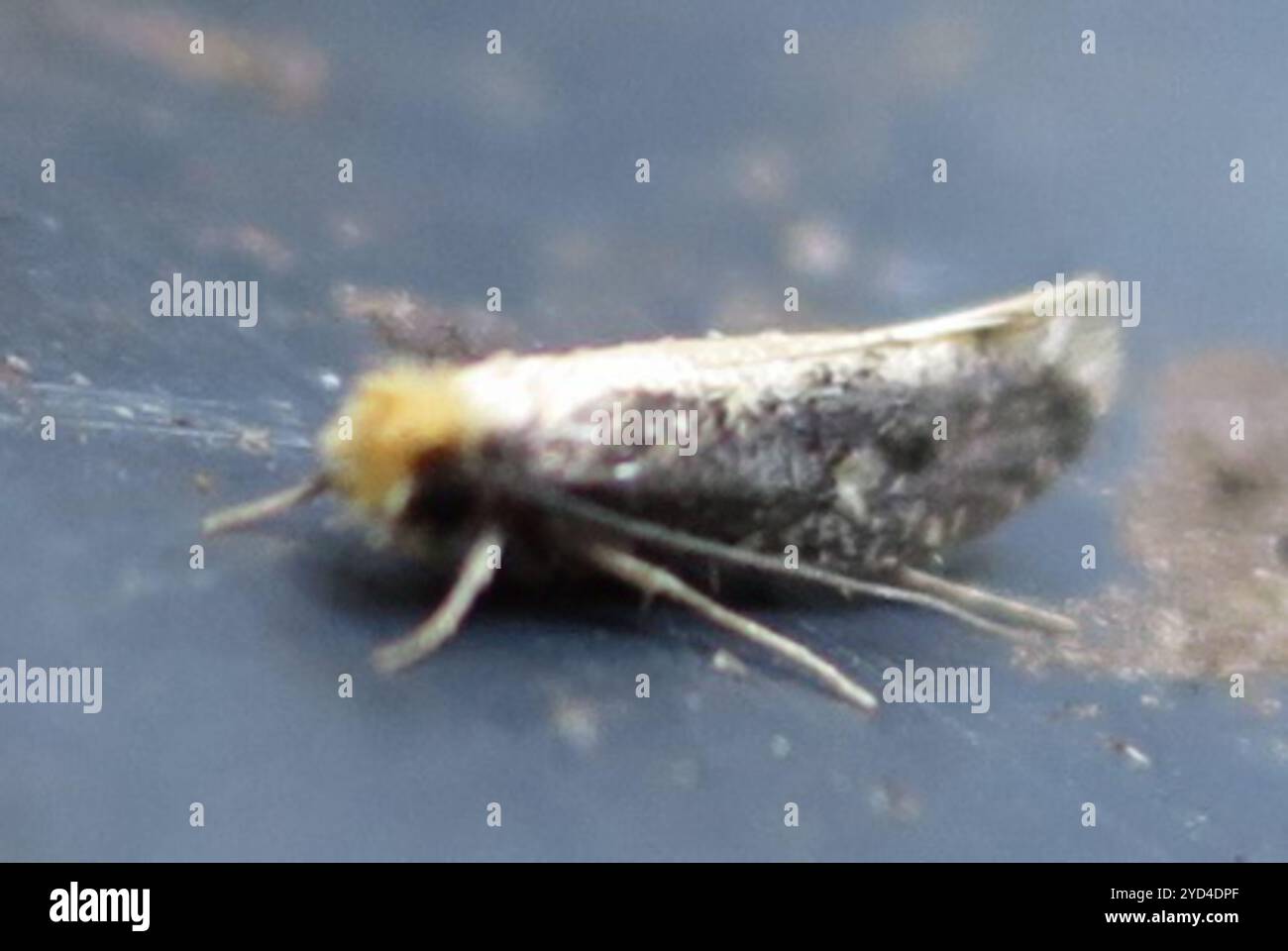 Bird Nest Moth (Monopis crocicapitella Stock Photo - Alamy