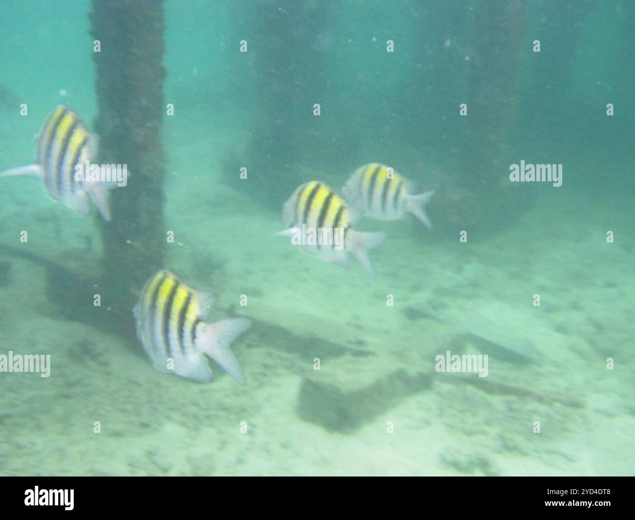 Atlantic Sergeant Major (Abudefduf saxatilis Stock Photo - Alamy