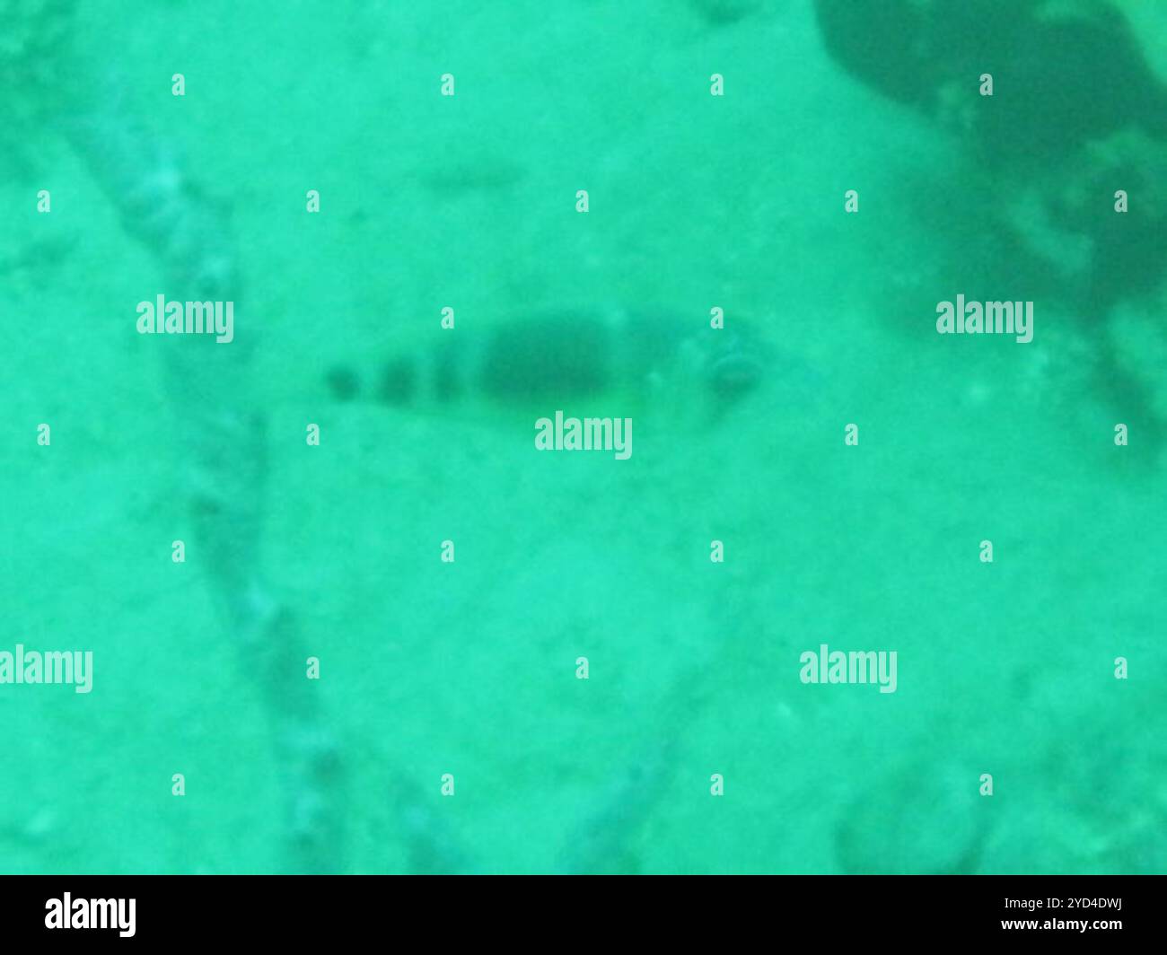 Barred hamlet hamlet hi-res stock photography and images - Alamy